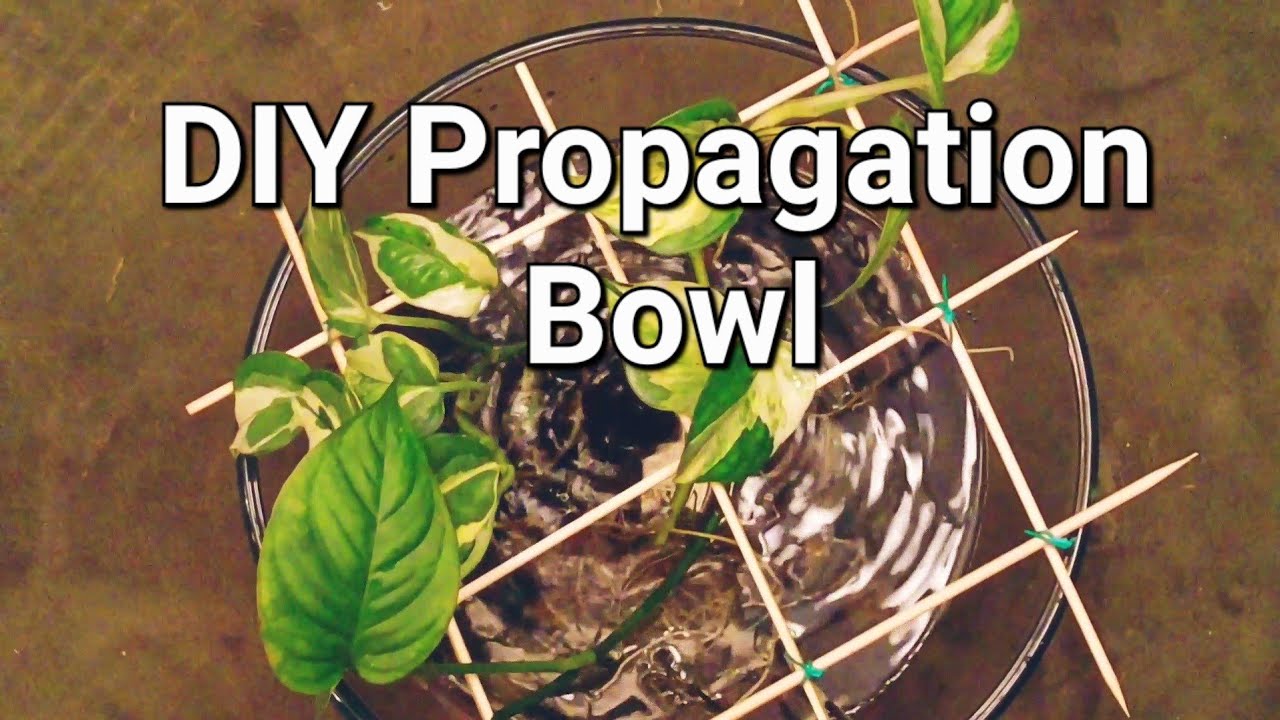 DIY Propagation Bowl - YouTube