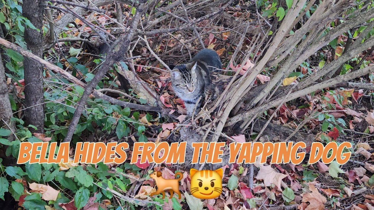 Cats Walking on a Frosty Fall Morning 🐈 - YouTube