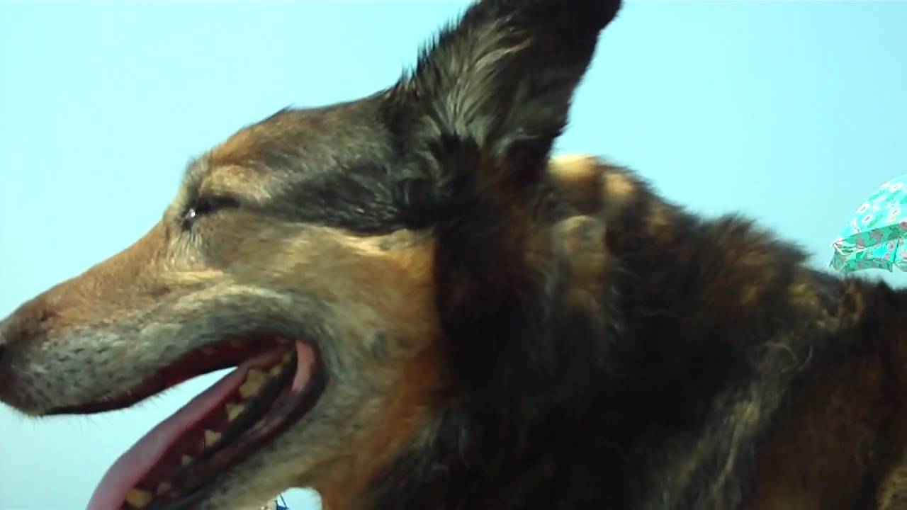 Huffy Puffy Dog - YouTube
