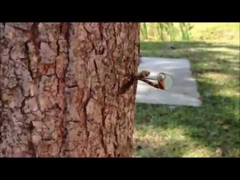 Wasp Dragonfly Hybrid? - YouTube