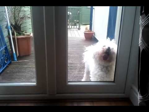 Funny dog ( window licker) - YouTube