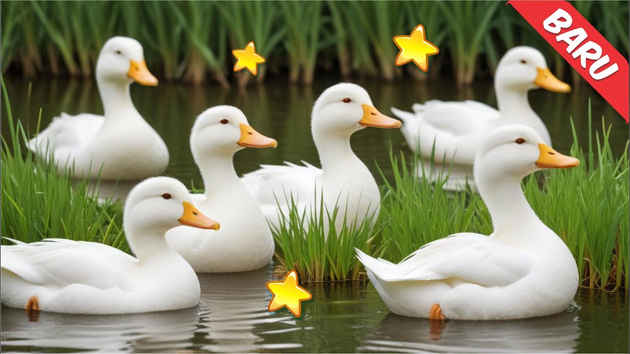 BEBEK ,BEBEK BERENANG BERENANG KWEK KWEK BEBEK ADUS KALI NUTUTI SABUN ...