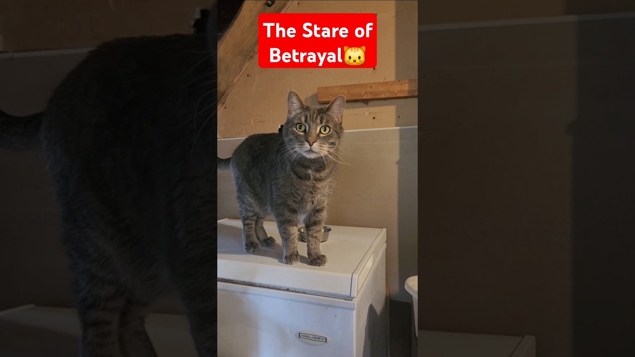 The stare of betrayal, No second dinner. 🐱🍽 - YouTube