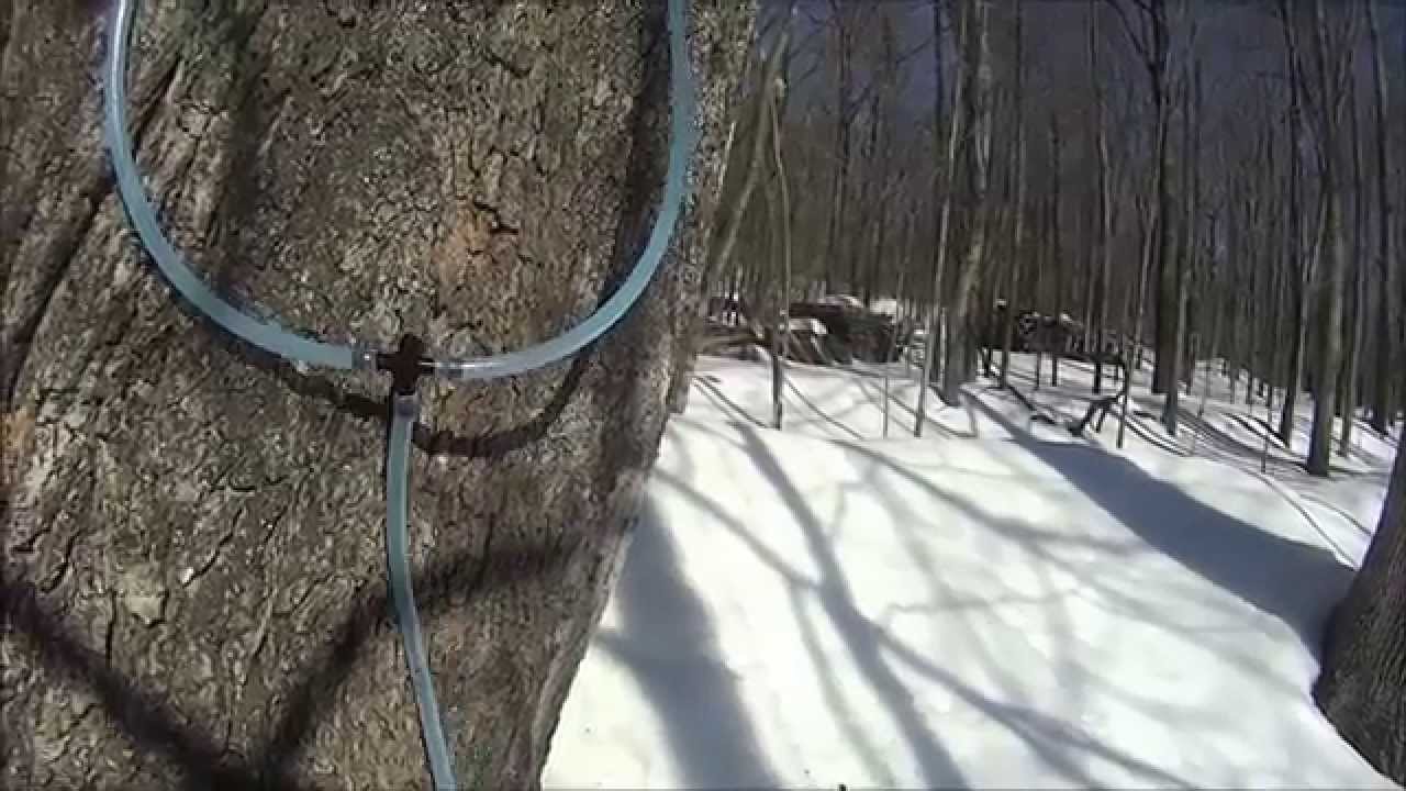 Tapping Maple Trees For Homemade Organic Maple Syrup - YouTube