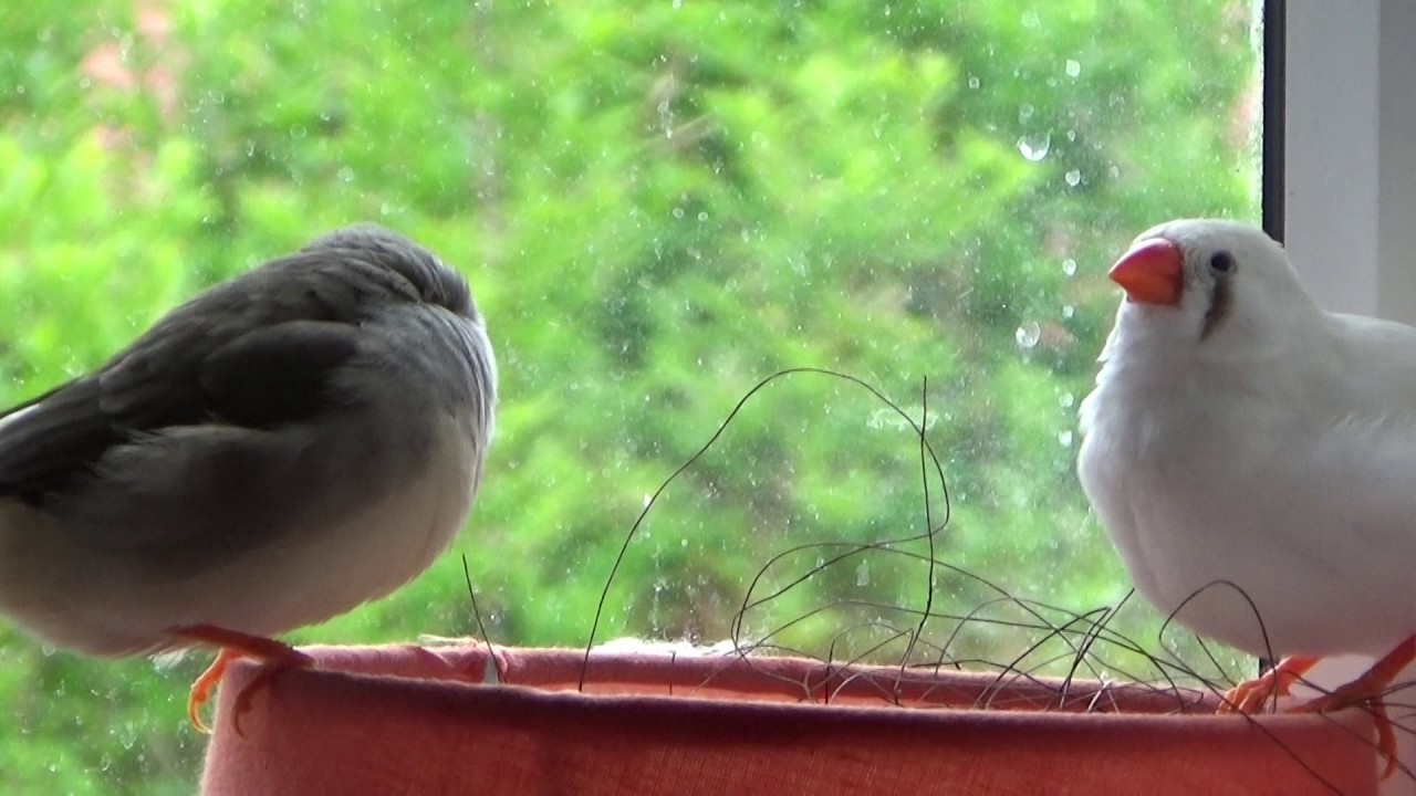 Zebra finch hen vocalisation 00374 - YouTube