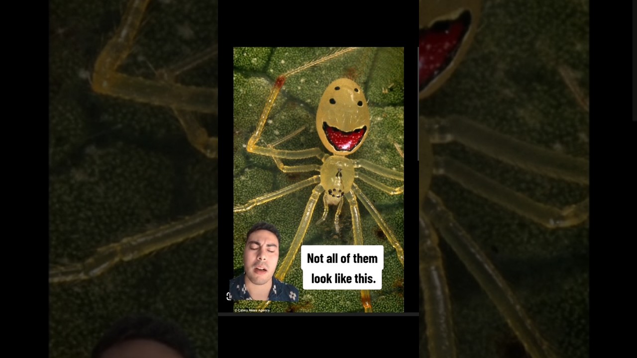 The Real Story Behind Hawaii's Spider with a Smiley Face ...