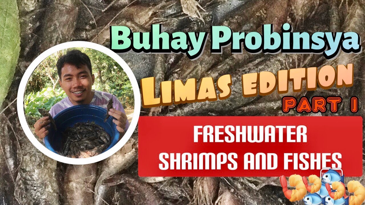 Balik Probinsya | Buhay Probinsya | Unli freshwater shrimp or Uwang and ...