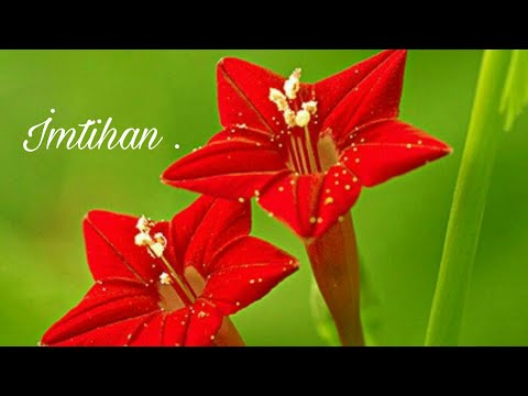 İmtihan .  Duygusal fon müziği.  Estrümantal.