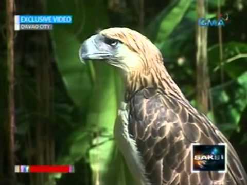 Kauna-unahang Philippine eagle na bred in captivity na si Pag-asa, may ...
