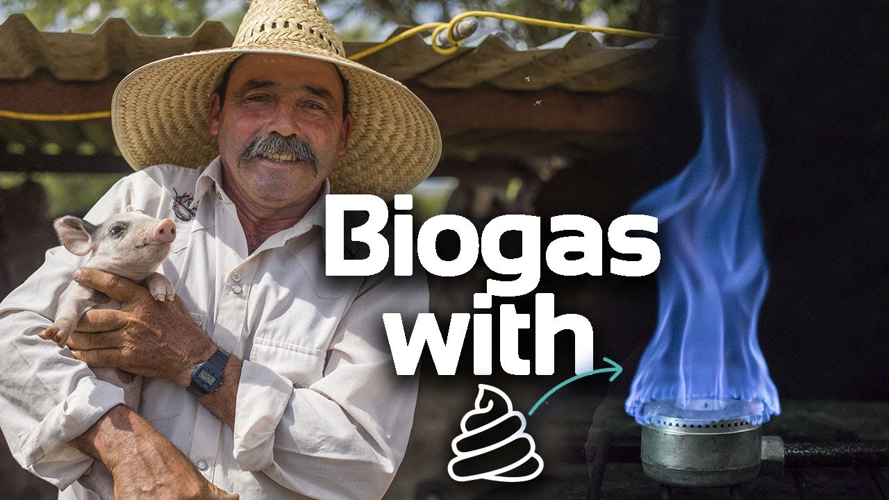 Producing biogas with cow dung | Biodigester Sistema.bio - YouTube