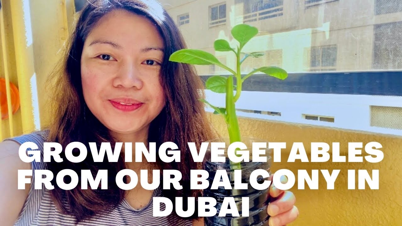 Mga Tanim Kong Gulay sa Dubai UAE | Out and About - YouTube
