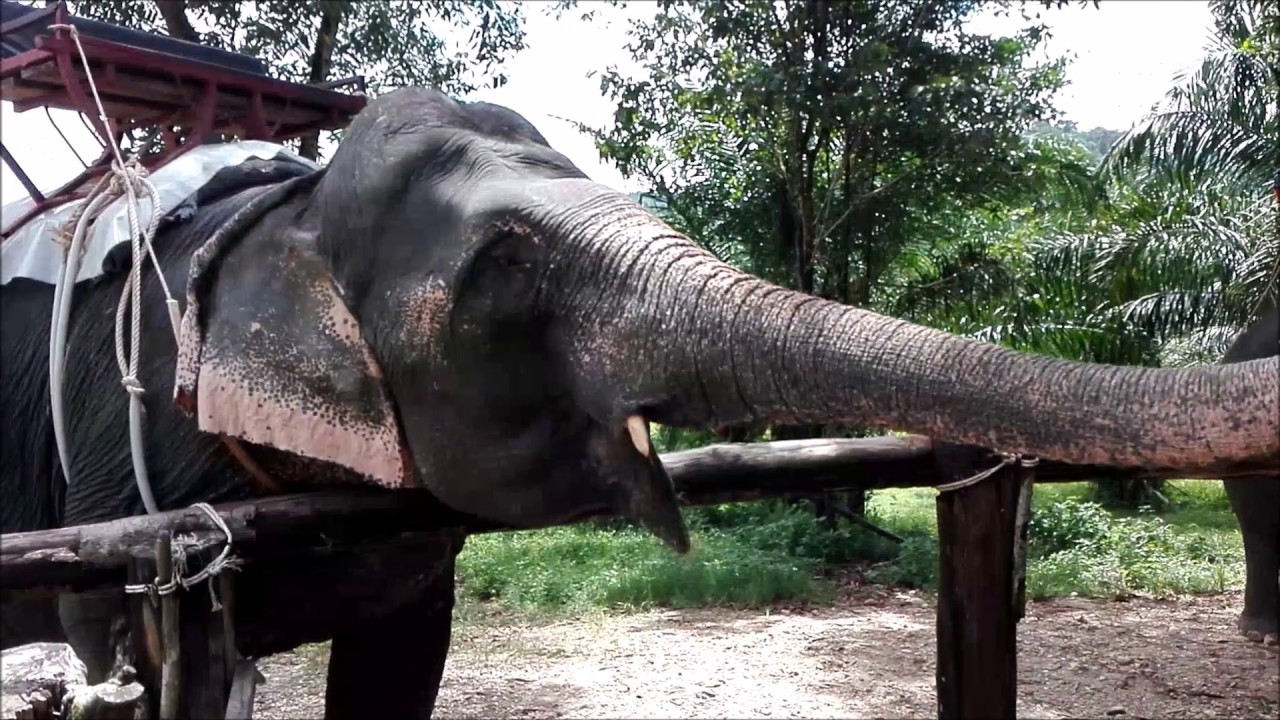 Dovolená Thajsko - koupání se slony - YouTube