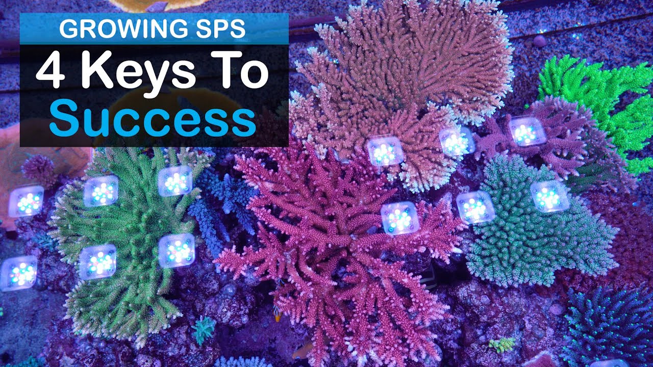 Growing SPS: Four Keys To Success - YouTube