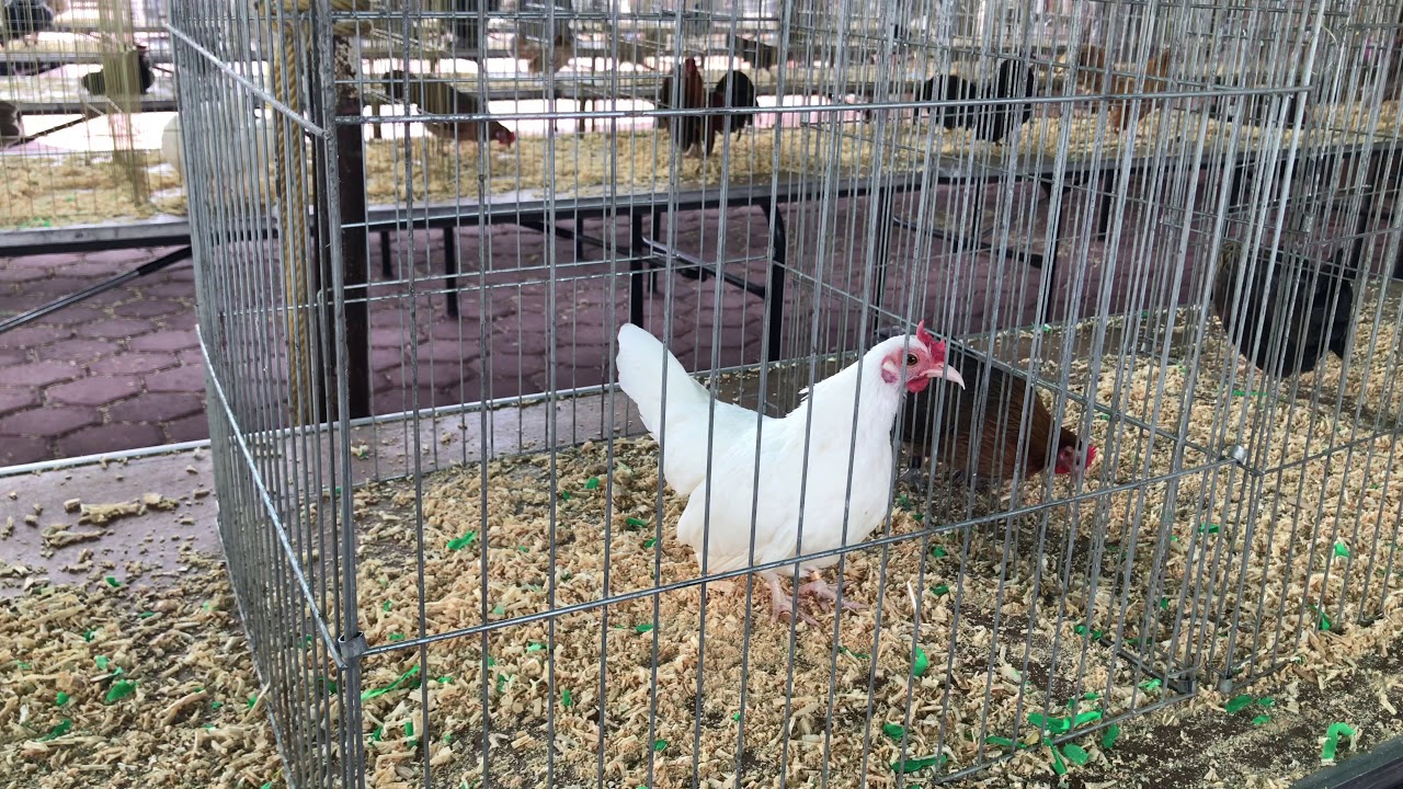 gallina blanca || kikiriki || aves miniatura || azteca || Expo "yekas ...