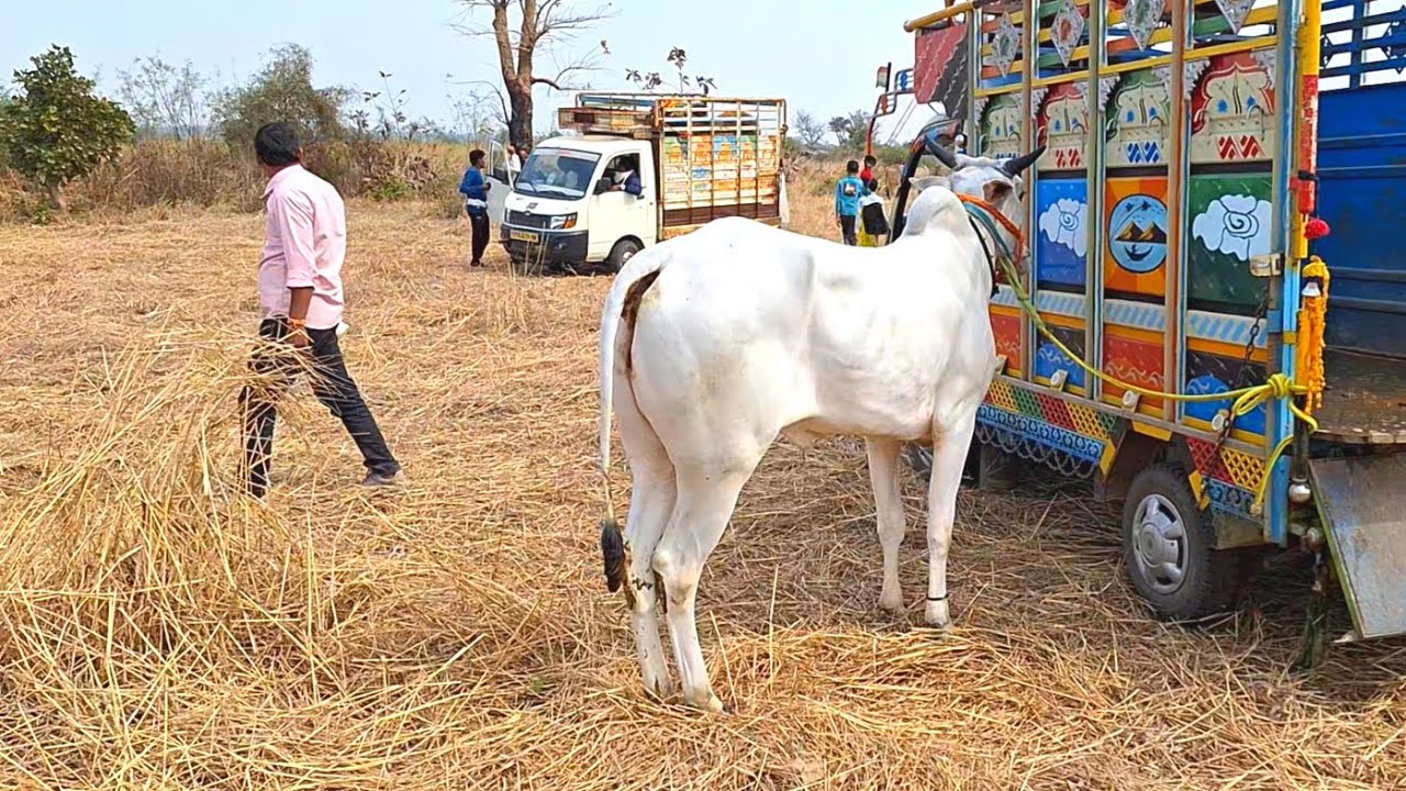 Bailgadi race।Pawan Bull।bailanchi race। bailgadi doud।Desi bail। - YouTube