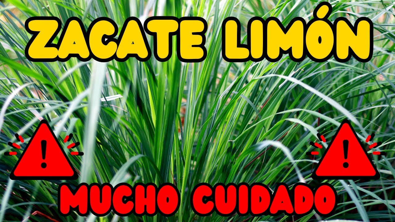 Beneficios del zacate limón es realmente bueno pero mira las ...