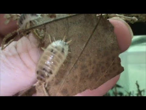 A Tale of Three Cow-Pods! - YouTube