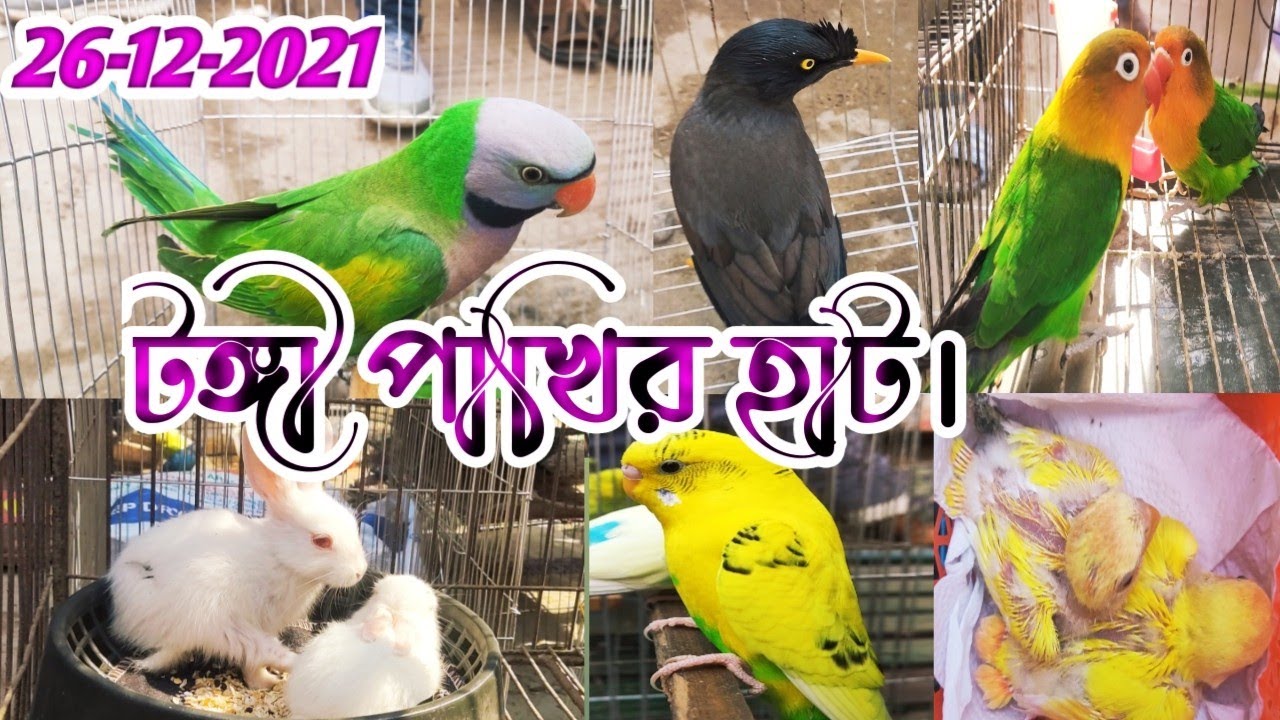 Bazigar Bird