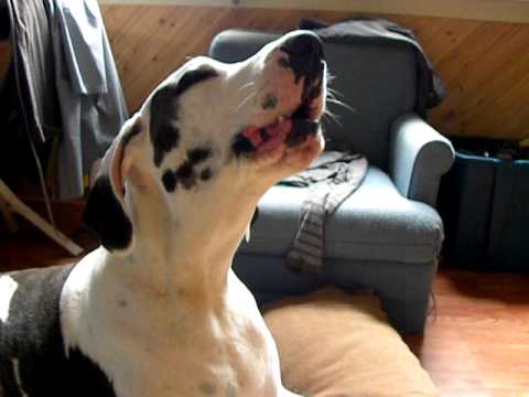 great dane watches angry cats video.avi - YouTube