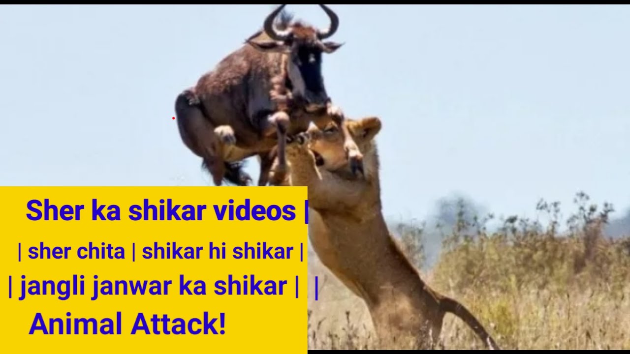 Sher ka shikar videos | sher chita | shikar hi shikar | jangli janwar ...