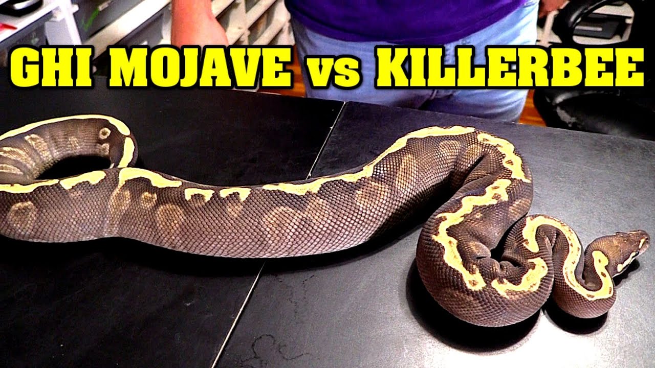 Mojave ghi vs killerbee.... really tough choice, but which ball python is better for breeding ...
