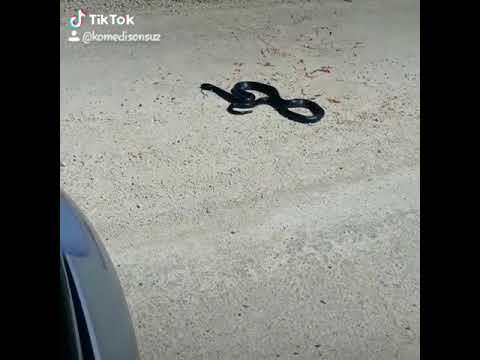 gülme garantili komik yılan saldırısı