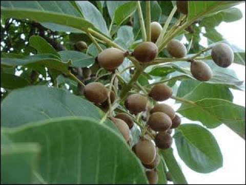 Health Benefits of bahera tree. - YouTube