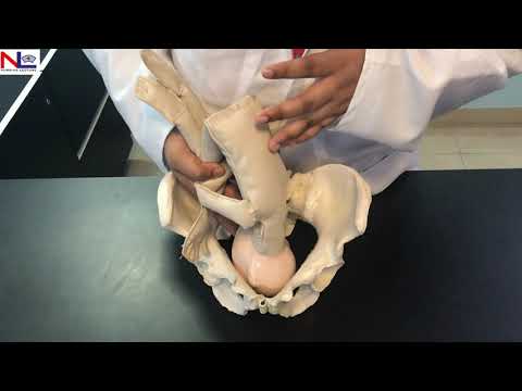 Mechanism of Normal Labour in Hindi (हिंदी)  | Practical Explanation | Nursing Lecture
