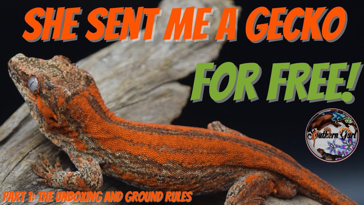 Gecko Collaberation - Unboxing & Ground Rules - YouTube