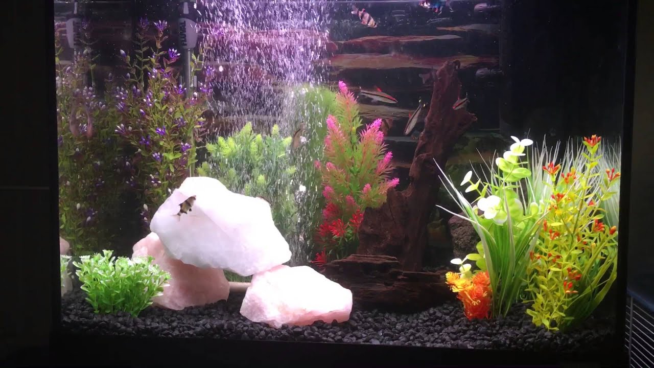 My first aquarium 90 litre fluval Roma - YouTube