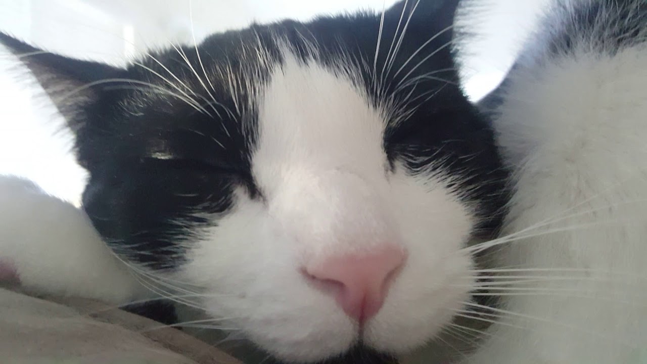 Get to know my cat Oreo! - YouTube
