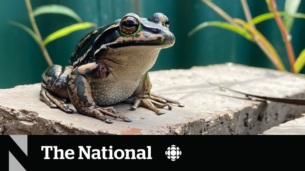 Homemade saunas help frogs fight disease - YouTube