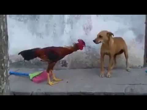 Horoz ile Köpek Kavga Ederse Kim Galip Gelir