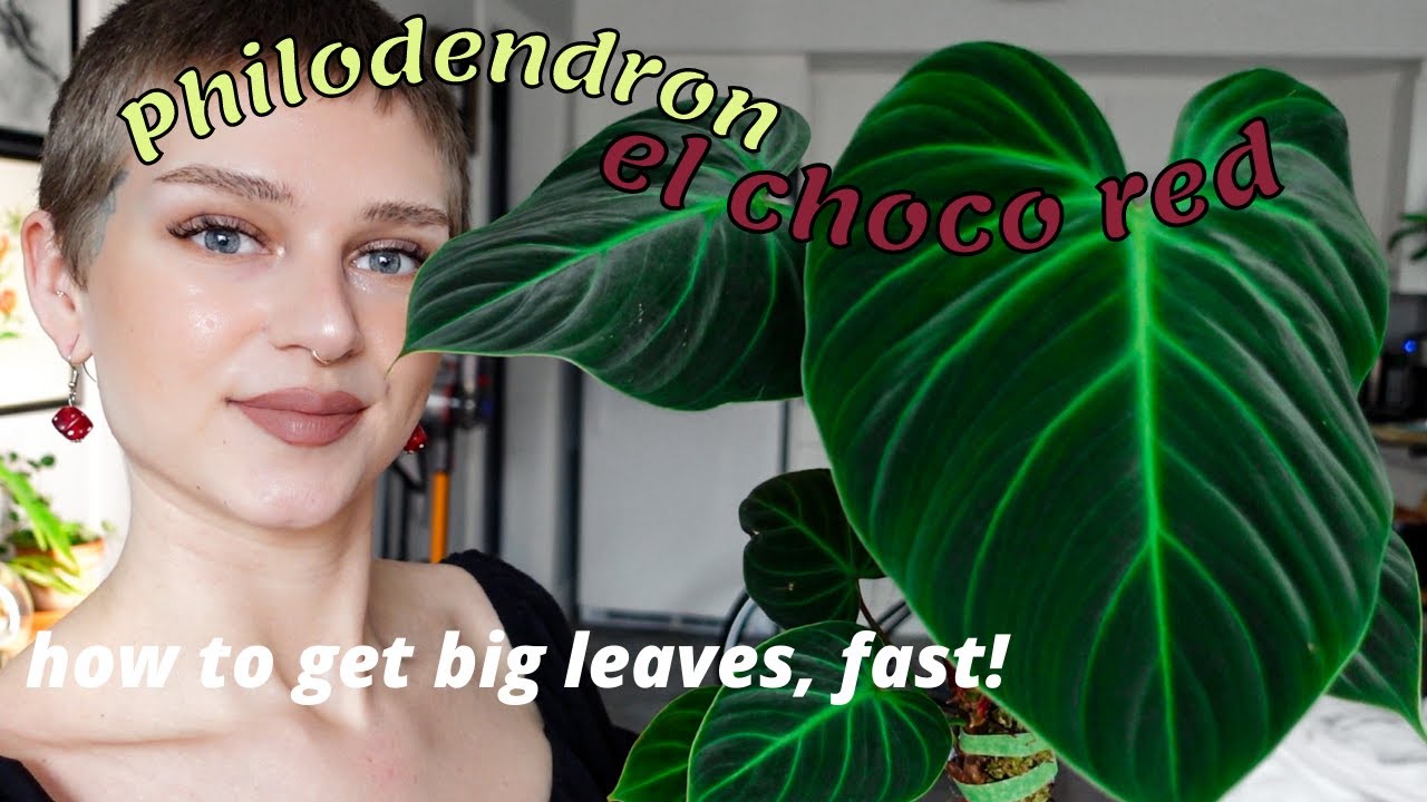 Philodendron el choco red CARE + how I matured mine quickly - YouTube