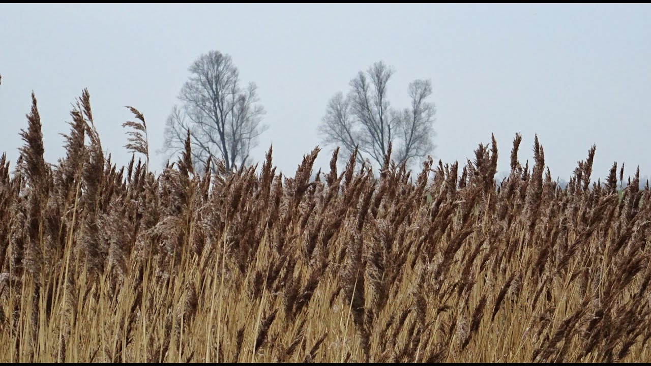 Riet - YouTube