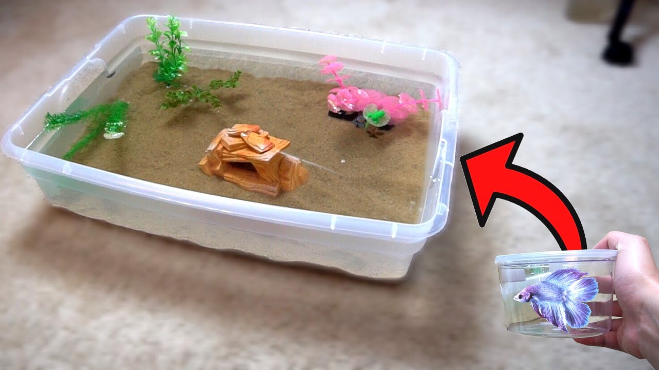*new* BETTA FISH Indoor MINI POND w/ RARE BETTA! (DIY) - YouTube