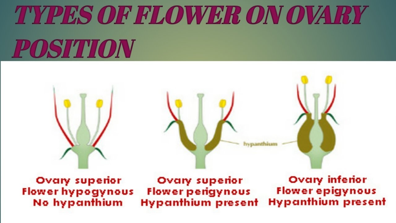 TYPES OF FLOWER ON THE BASIS OF OVARY POSITION || Hypogynous ...