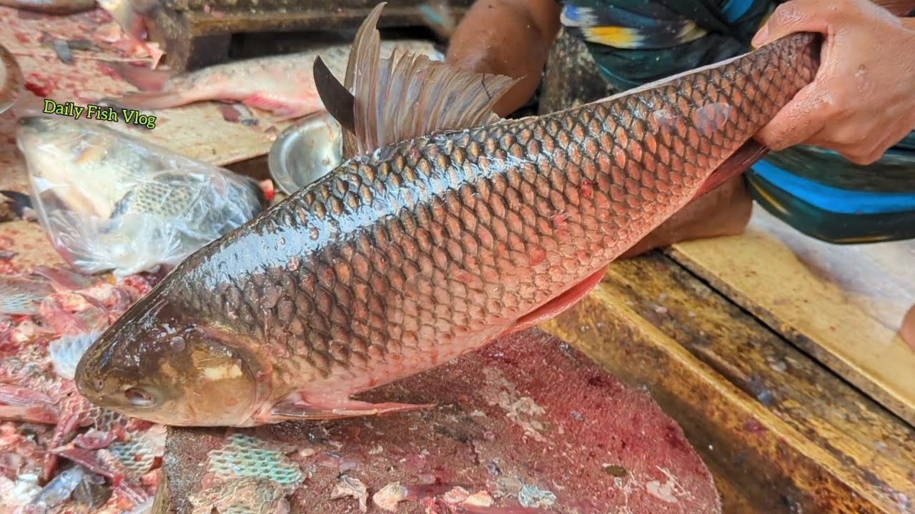 Unbelievable!! Biggest Live Rohu Fish Market In Bangladesh | Excellent ...