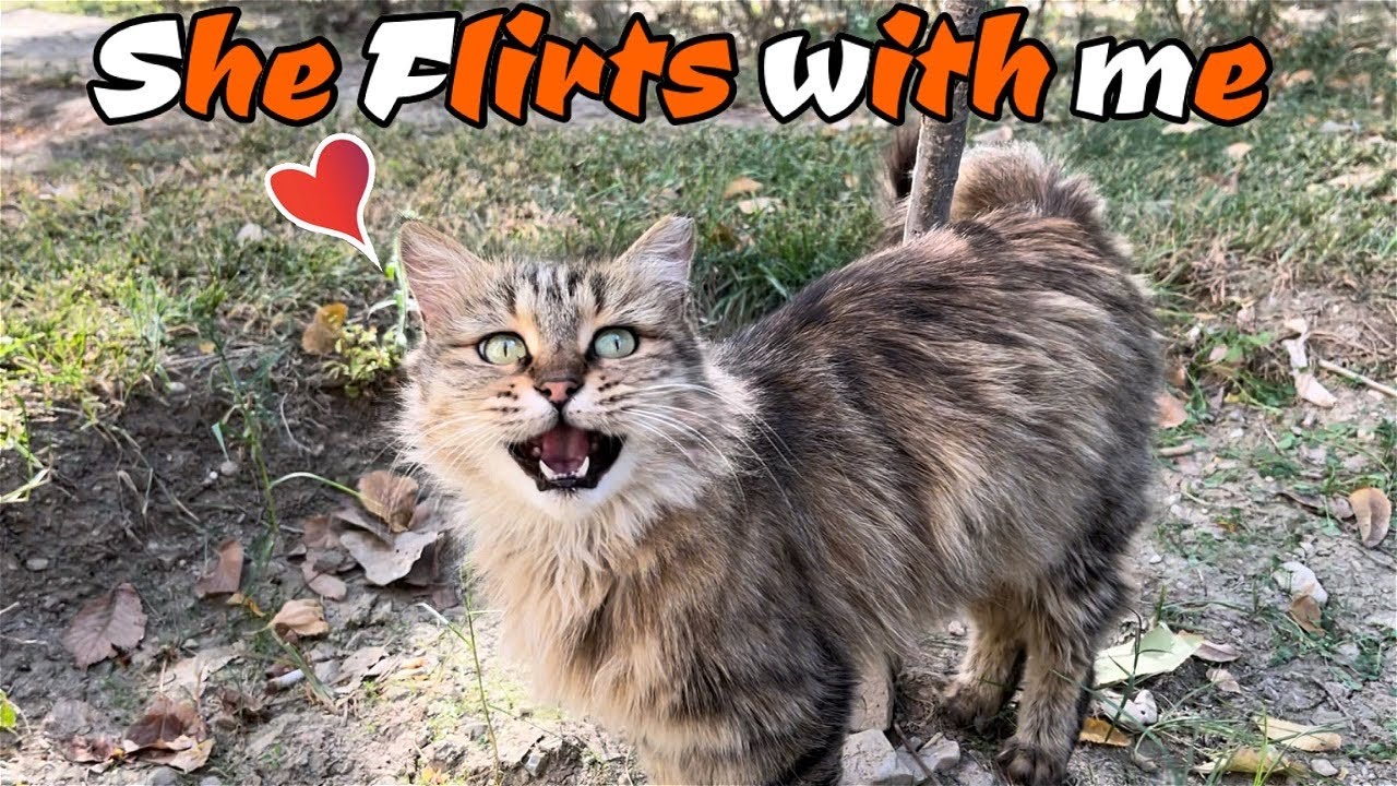 Fluffy girl has nice meowing and she flirts with me - YouTube