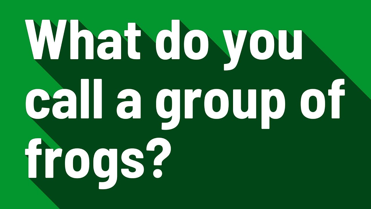 What Do You Call A Group Of Frogs YouTube what-do-you-call-a-group-of-frogs-youtube