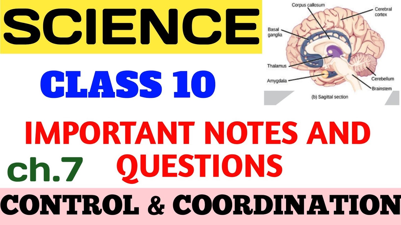 Science class 10 CONTROL AND COORDINATION Important notes for board ...