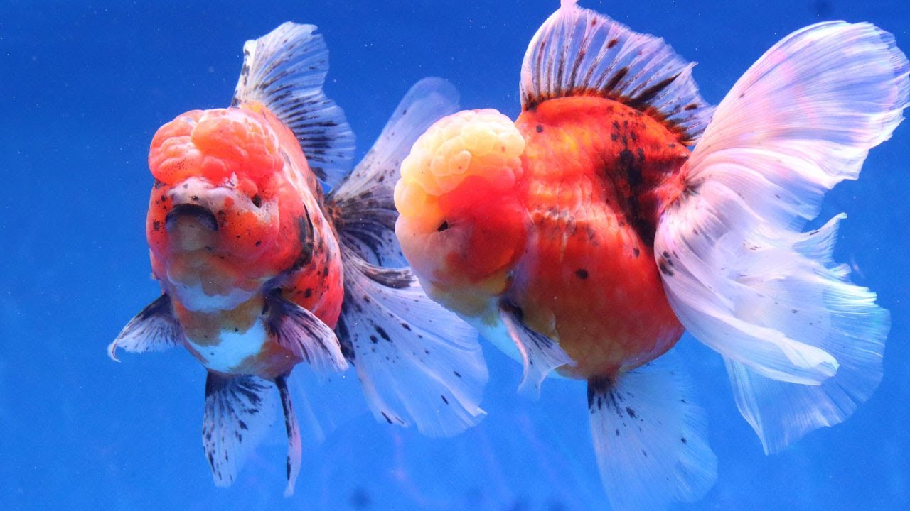 Pretty cute goldfish | Your Dreaming goldfish - YouTube