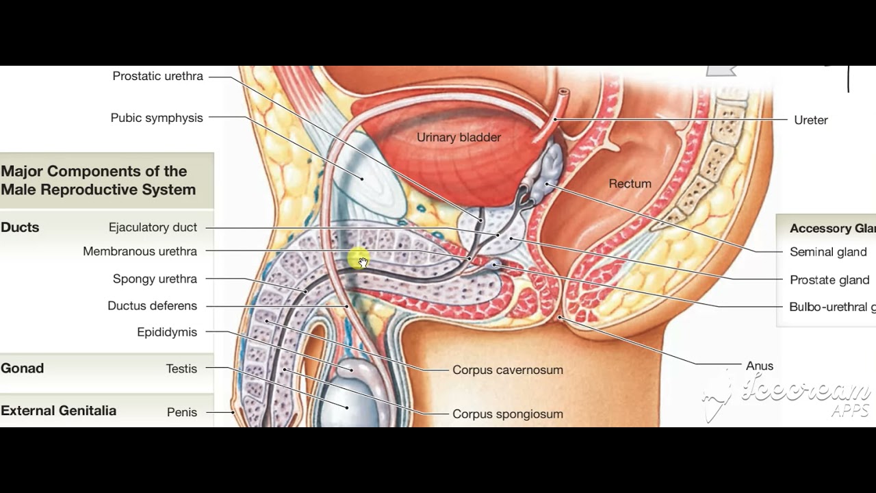 Scrotum Youtube