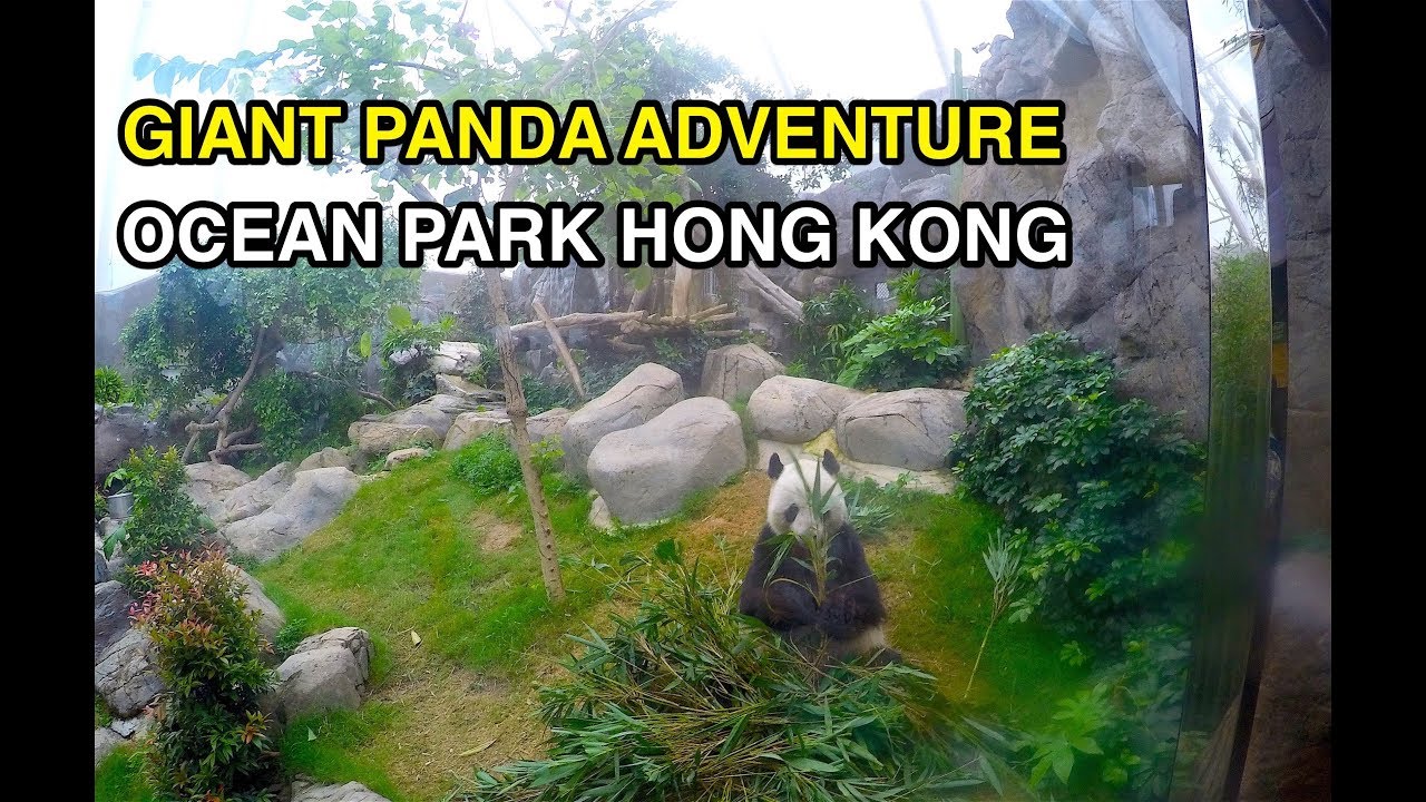 [4K] Giant Panda Adventure : Ocean Park HONG KONG - YouTube