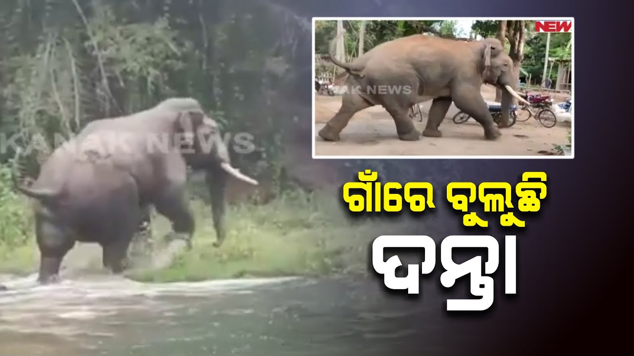 Panic In Keonjhar As Wild Elephant Enters Village - YouTube