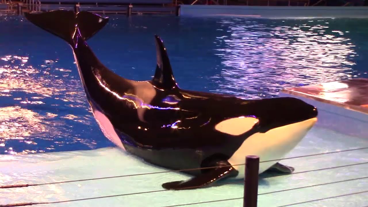 Orca Encounter (Full Show) at SeaWorld San Antonio - November 27, 2020 ...