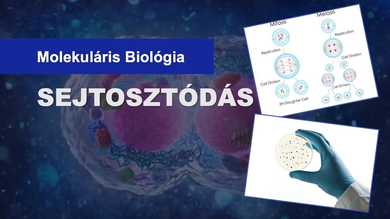 🧫 Mitózis és Meiózis — A Sejtosztódás (20 percben) - YouTube