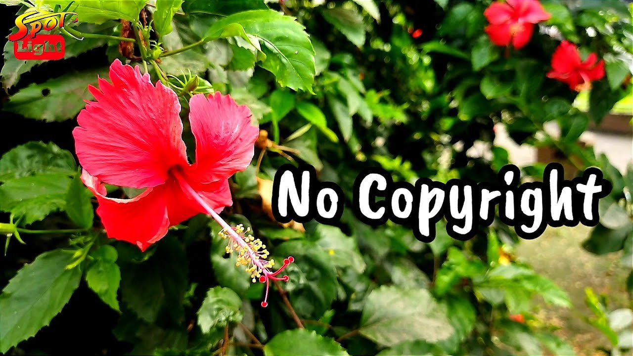 No Copyright Stock Video | Free Stock Footage | Beautiful Nature Video ...