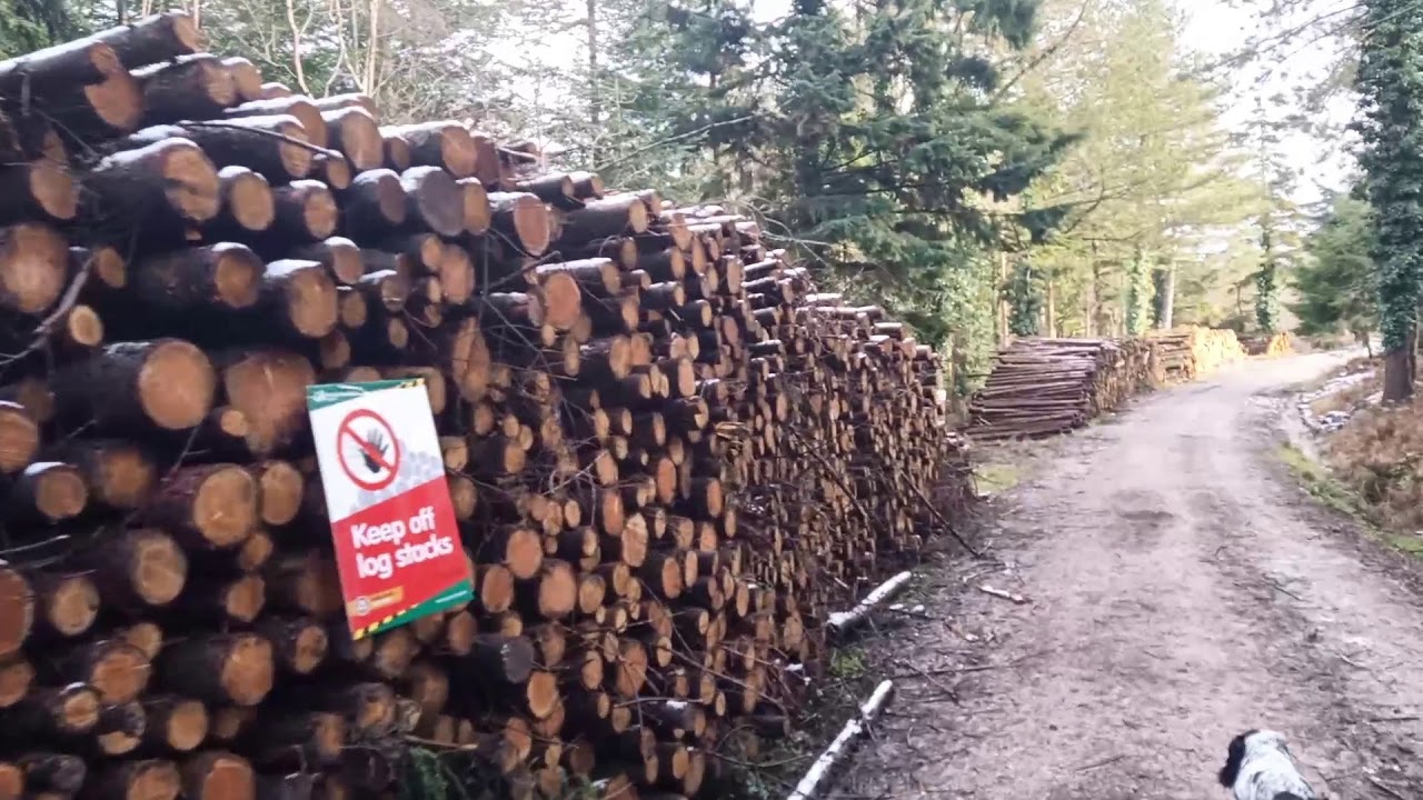 5 Mile circular walk from Axminster to Trinity Hill Forest - YouTube