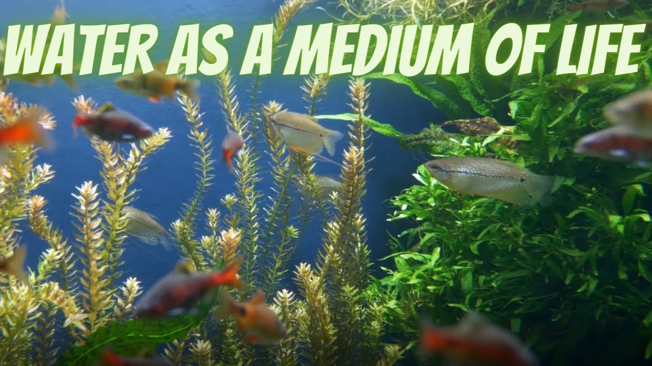 Water As A Medium Of Life - YouTube